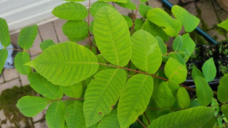 The Butternut Tree – A Total Guide To This Nut-Producing Tree – GrowIt BuildIT