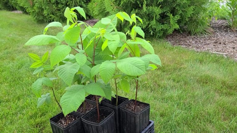 The Butternut Tree – A Total Guide To This Nut-Producing Tree – GrowIt ...