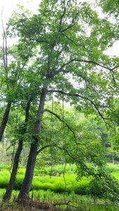 The Butternut Tree – A Total Guide To This Nut-Producing Tree – GrowIt ...