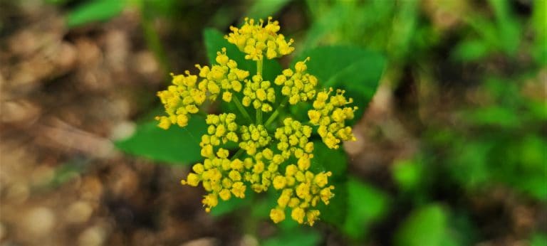 Golden Alexander – A Complete Guide To Ziza Aurea – GrowIt BuildIT