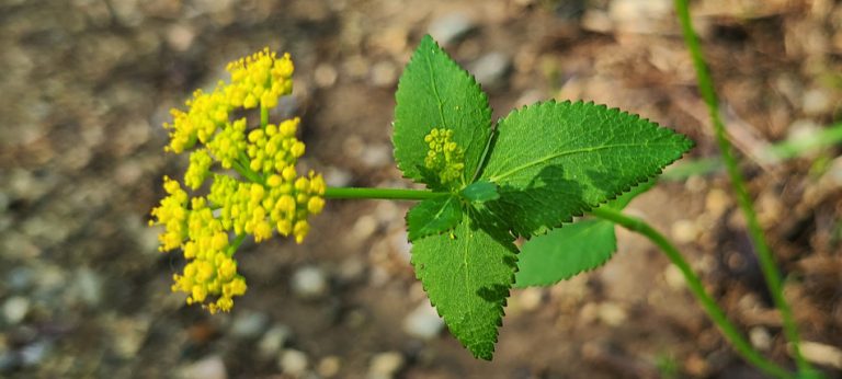 Golden Alexander – A Complete Guide To Ziza Aurea – GrowIt BuildIT