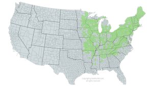 The Butternut Tree – A Total Guide To This Nut-Producing Tree – GrowIt ...