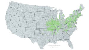 A Beginner's Guide To Mountain Mint - Types, Grow/Care, Landscaping ...