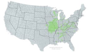 Pale Penstemon, A Total Guide To Penstemon pallidus – GrowIt BuildIT