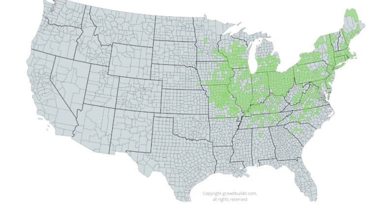 Complete Guide For Swamp White Oak Tree – What You Need To Know ...