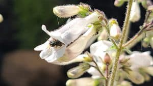 Pale Penstemon, A Total Guide To Penstemon pallidus – GrowIt BuildIT