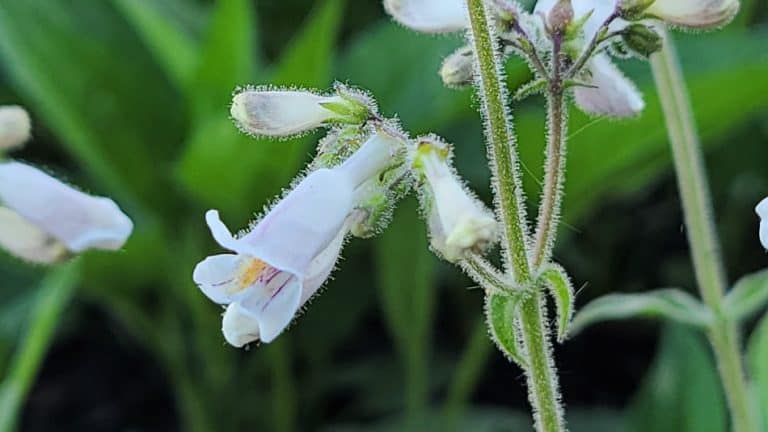 Pale Penstemon, A Total Guide To Penstemon pallidus – GrowIt BuildIT