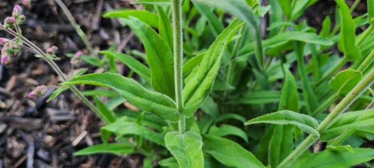 Pale Penstemon, A Total Guide To Penstemon pallidus – GrowIt BuildIT