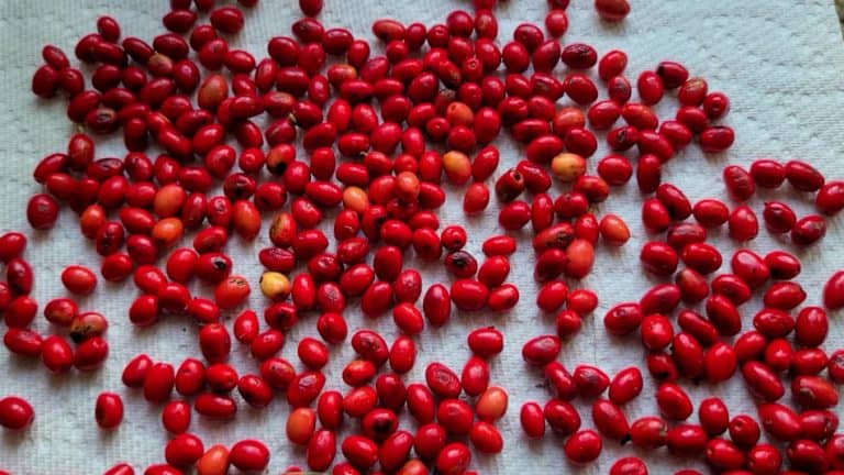 Spicebush – Complete Guide To Lindera Benzoin – GrowIt BuildIT