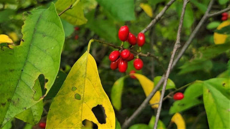 40 Edible Native Plants! – GrowIt BuildIT