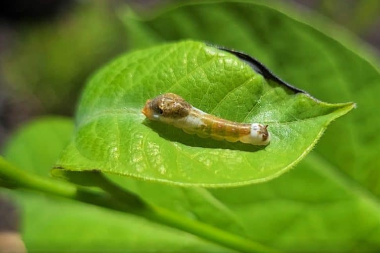 Spicebush – Complete Guide To Lindera Benzoin – GrowIt BuildIT