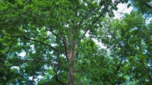 Complete Guide For Swamp White Oak Tree – What You Need To Know ...