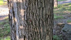 Complete Guide For Swamp White Oak Tree – What You Need To Know – GrowIt BuildIT