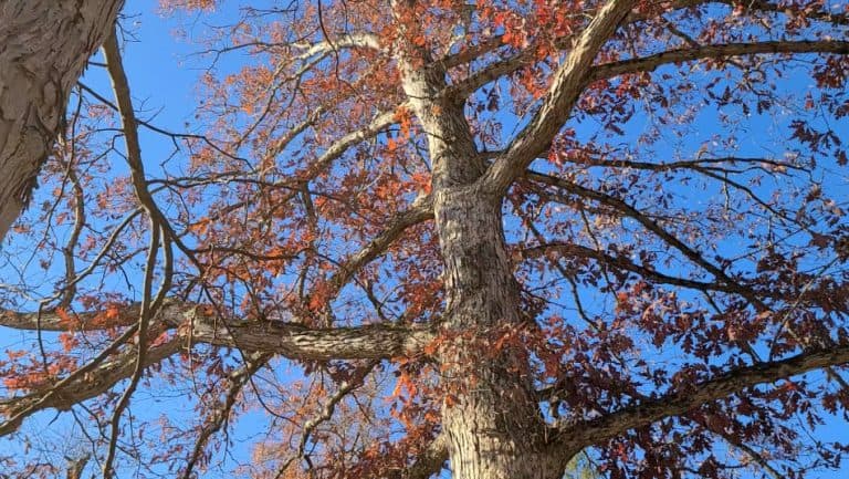 Complete Guide For Swamp White Oak Tree – What You Need To Know ...