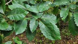 Complete Guide For Swamp White Oak Tree – What You Need To Know ...