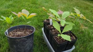 Complete Guide For Swamp White Oak Tree – What You Need To Know ...