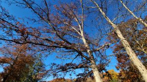 Complete Guide For Swamp White Oak Tree – What You Need To Know ...