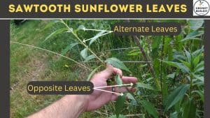 Sawtooth Sunflower – An Amazingly Tall & Beautiful Sunflower – GrowIt ...