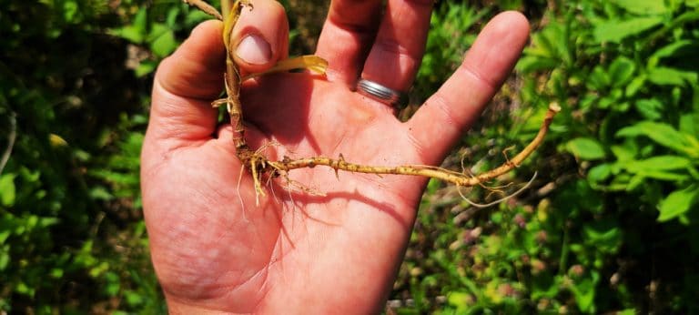 Canadian Goldenrod – A Complete Guide To Solidago canadensis – GrowIt ...