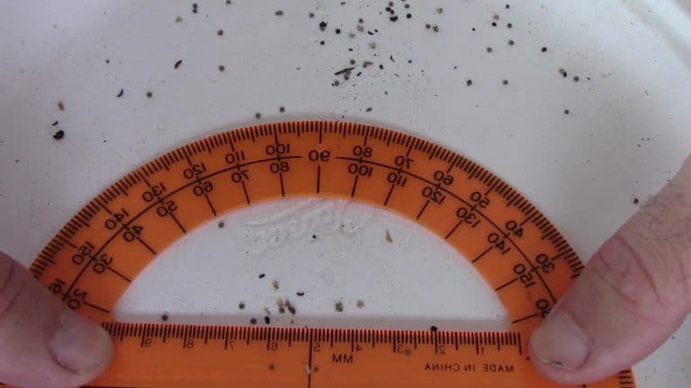 Fire Pink (Silene virginica) – Complete Grow & Care Guide – GrowIt BuildIT