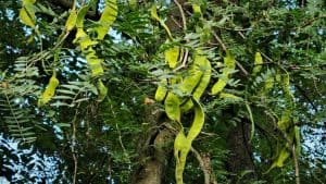 Complete Guide To Honey Locust Tree – What You NEED To Know – GrowIt ...