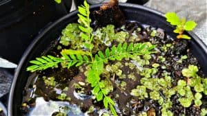 Complete Guide To Honey Locust Tree – What You NEED To Know – GrowIt ...