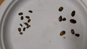 Complete Guide To Honey Locust Tree – What You NEED To Know – GrowIt BuildIT