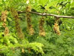 Complete Guide To Honey Locust Tree – What You NEED To Know – GrowIt BuildIT