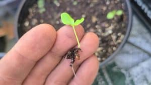 Complete Guide To Honey Locust Tree – What You NEED To Know – GrowIt BuildIT