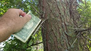Complete Guide To Honey Locust Tree – What You NEED To Know – GrowIt ...
