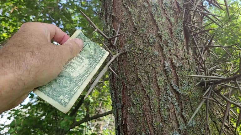 Complete Guide To Honey Locust Tree – What You NEED To Know – GrowIt BuildIT