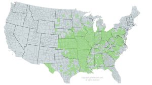Complete Guide To Honey Locust Tree – What You NEED To Know – GrowIt ...