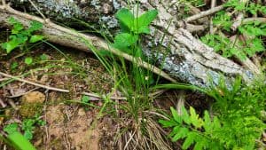 Pennsylvania Sedge – A Complete Grow And Care Guide – GrowIt BuildIT