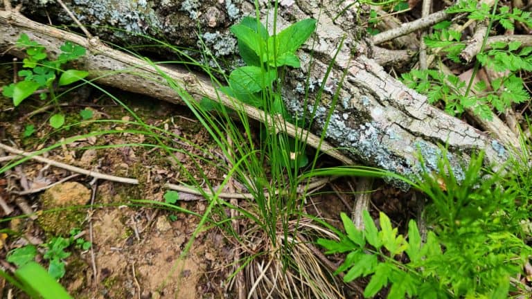 Pennsylvania Sedge – A Complete Grow And Care Guide – GrowIt BuildIT