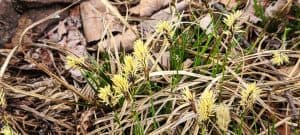 Pennsylvania Sedge – A Complete Grow And Care Guide – GrowIt BuildIT