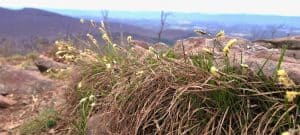 Pennsylvania Sedge – A Complete Grow And Care Guide – GrowIt BuildIT