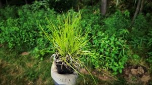 Pennsylvania Sedge – A Complete Grow And Care Guide – GrowIt BuildIT