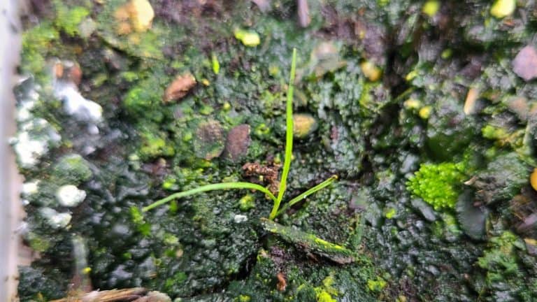 Pennsylvania Sedge – A Complete Grow And Care Guide – GrowIt BuildIT