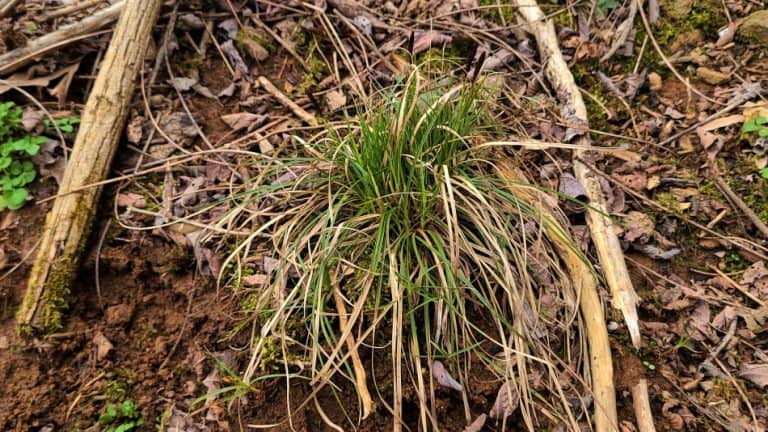 Pennsylvania Sedge – A Complete Grow And Care Guide – GrowIt BuildIT