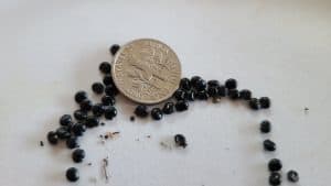 Pokeweed – A Total Guide To Uses, Control, Toxicity, History – GrowIt ...