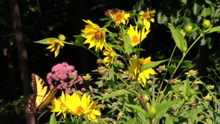 Sawtooth Sunflower – An Amazingly Tall & Beautiful Sunflower – GrowIt ...