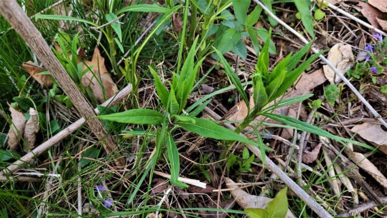 Sawtooth Sunflower – An Amazingly Tall & Beautiful Sunflower – GrowIt ...