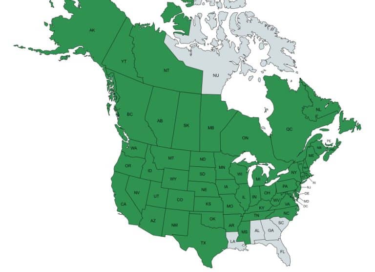 Canadian Goldenrod – A Complete Guide To Solidago canadensis – GrowIt ...