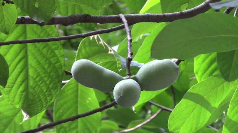 The Pawpaw Tree – A Guide To America’s Native Tropical Fruit – GrowIt ...