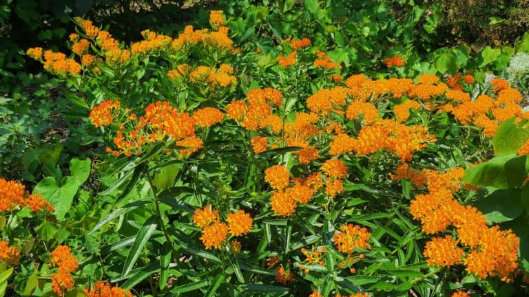 Butterfly Weed 101 – Ultimate Grow & Care Guide! – GrowIt BuildIT
