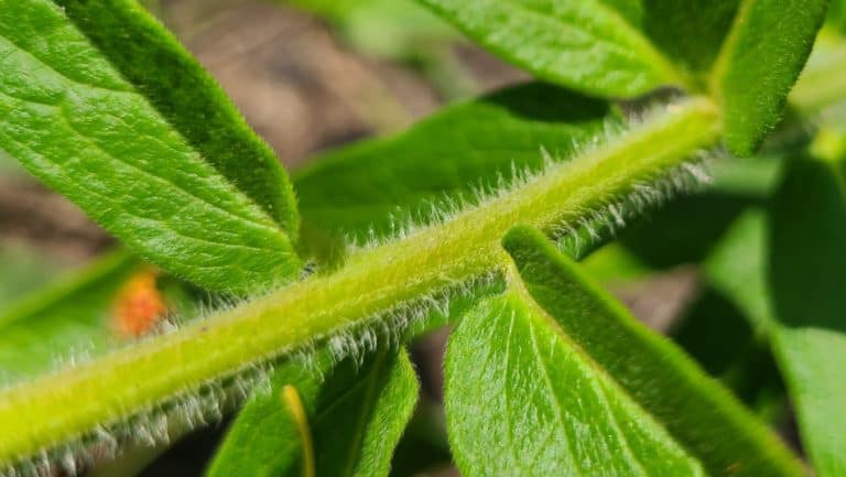 Butterfly Weed 101 – Ultimate Grow & Care Guide! – GrowIt BuildIT