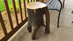 Complete Guide To Honey Locust Tree – What You NEED To Know – GrowIt BuildIT