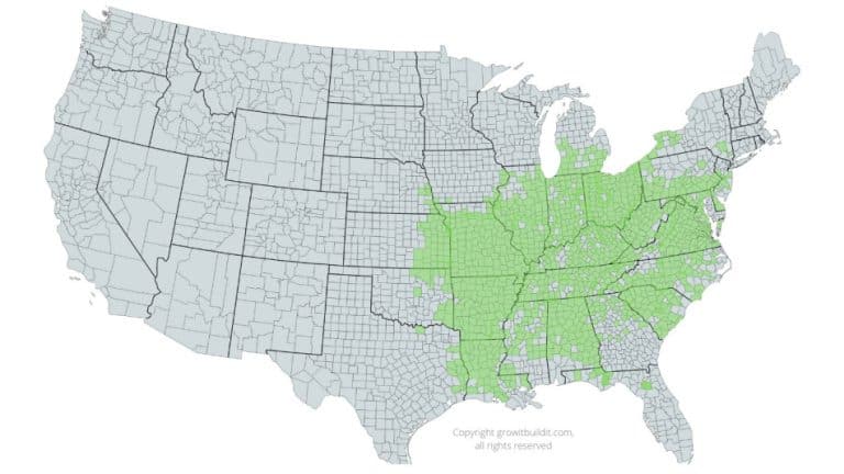 The Pawpaw Tree – A Guide To America’s Native Tropical Fruit – GrowIt ...