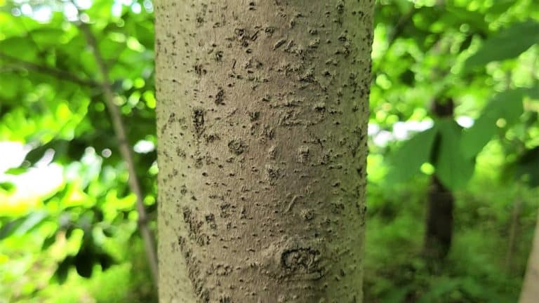 The Pawpaw Tree – A Guide To America’s Native Tropical Fruit – GrowIt ...