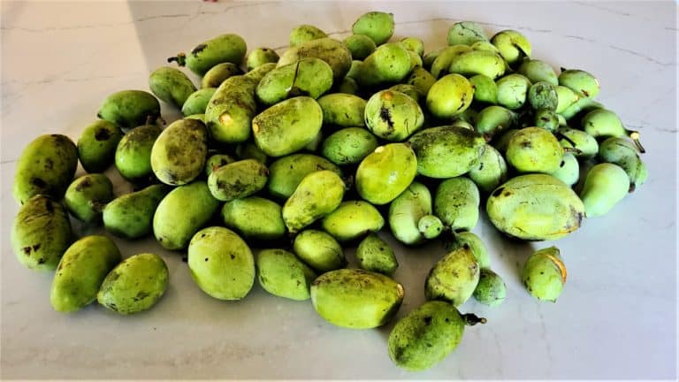 How To Grow Pawpaws From Seed (>90% Germination Rate) – GrowIt BuildIT